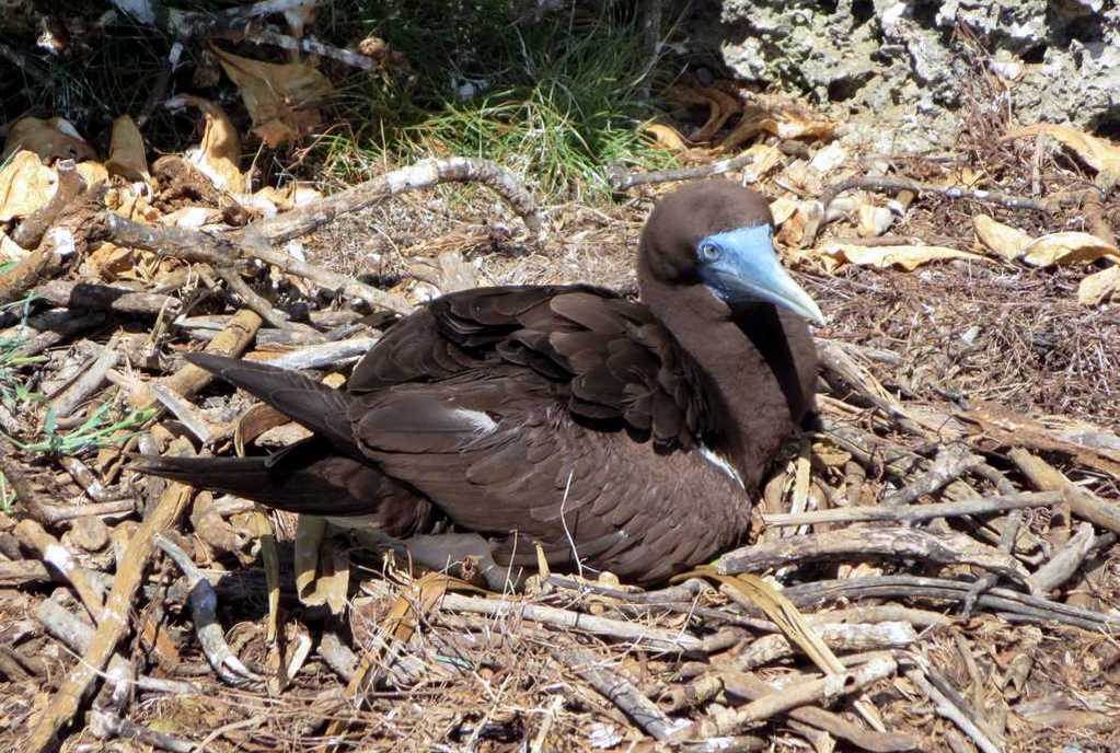 Twitchers are flocking to catch up with the Brown Booby - St Ives Local